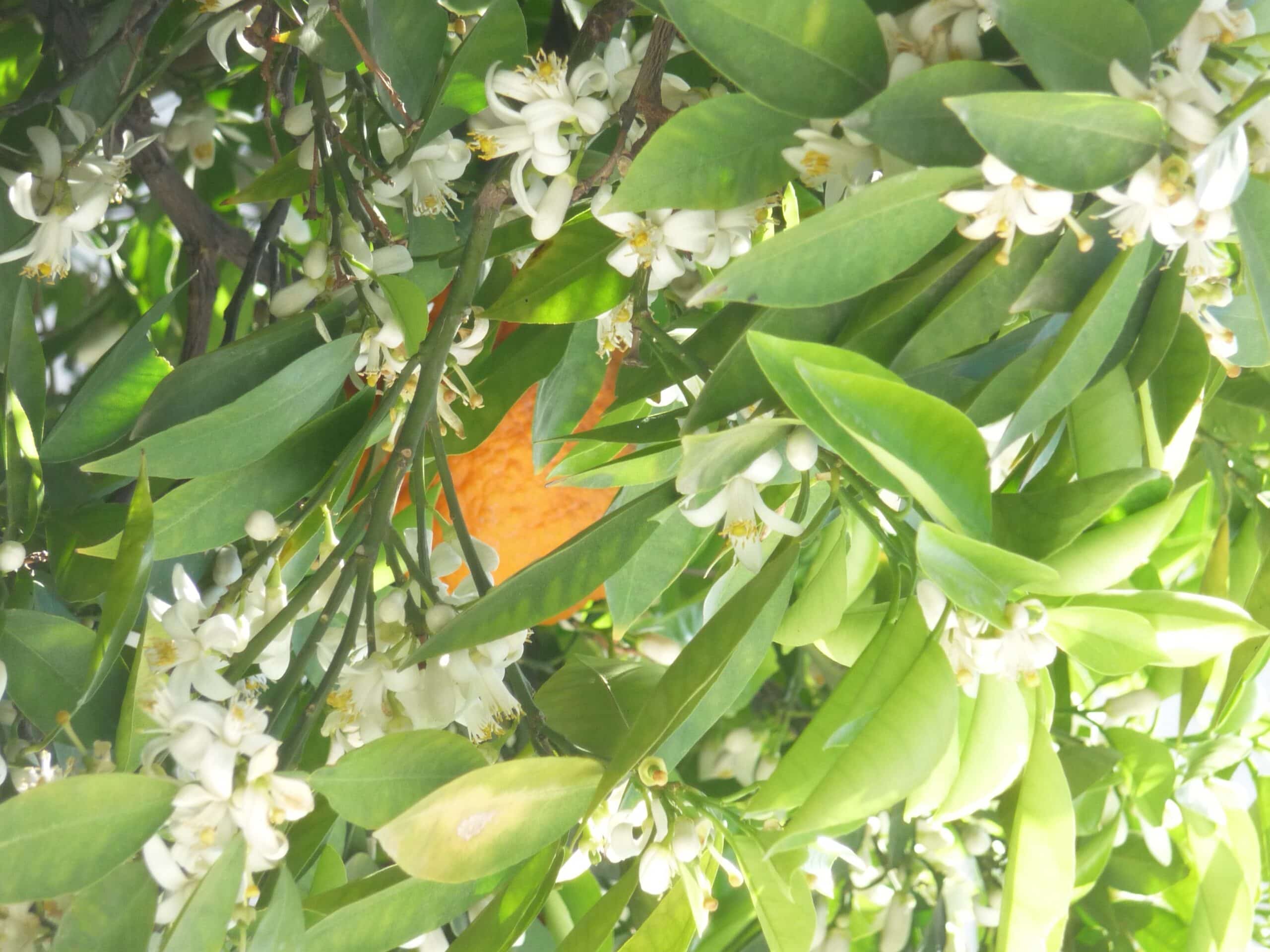 The Flower Seller of Aleppo - a rare snapshot of life inside Aleppo ...